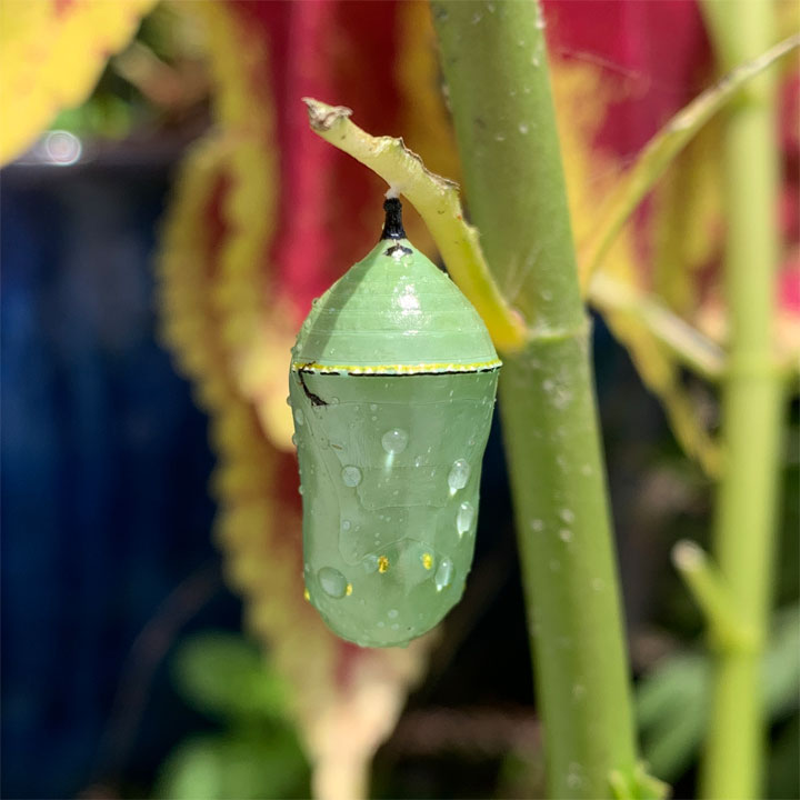 Misty Hamilton – Wise Woman Musings